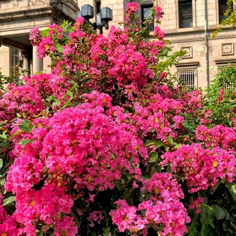 Lagerstroemia Purpurea Egzotyczna ️roslinydomowepl
