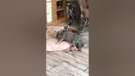 Наши маленькие озорники 🥰 французскийбульдог бульдоги бульдожка Youtube