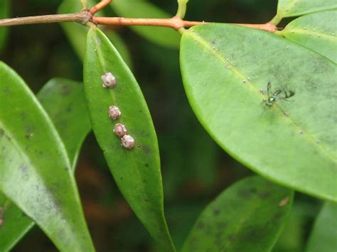 Scale General Insects And Organic Gardening