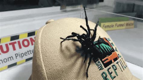 La Araña Más Peligrosa Del Mundo Vive En Australia Acaban De Encontrar