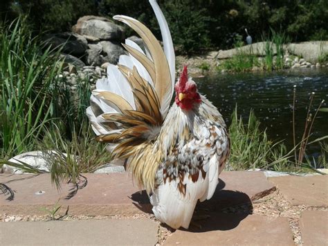 Serama For Sale Chickens Breed Information Omlet