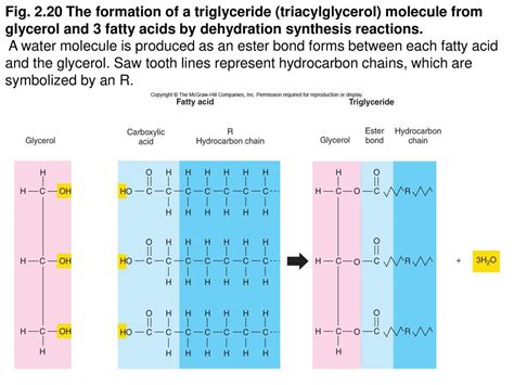 Chapter 2 Chemical Composition Of The Body Review Ppt Download