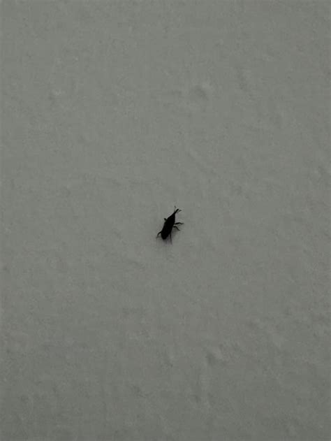 been finding these all over my place lately r whatsthisbug