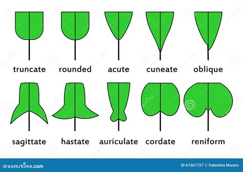 Leaf Bases Stock Vector Illustration Of Edge Bases 67367727