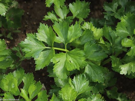 Celer Začinsko Bilje Koje Obogaćuje Svako Jelo Limun
