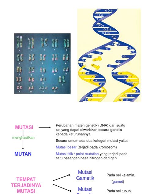 Mutasi Genetik Pdf