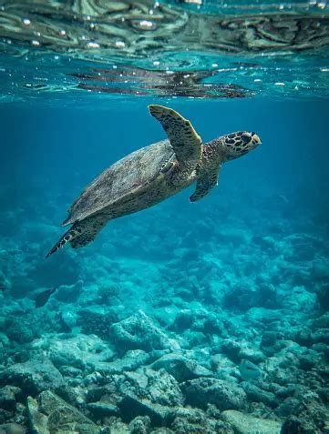 30k Tortues Photos Télécharger Des Images Gratuites Sur Unsplash