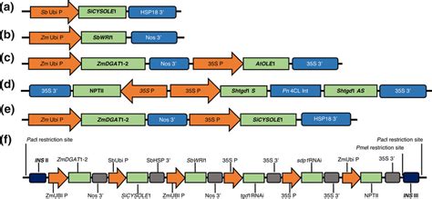 Vector Constructs Used For Transformation A Schematic Map Of Minimal