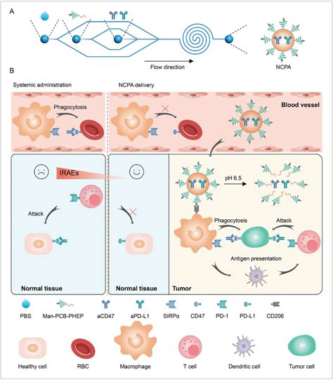 Advanced Science：纳米囊泡靶向递送cd47 Pd L1抗体治疗肺癌 博普智库