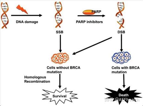 「三阴性乳腺癌」成为女性最危杀手 一文详解tnbc治疗最全攻略 几款重磅药物不容错过 知乎