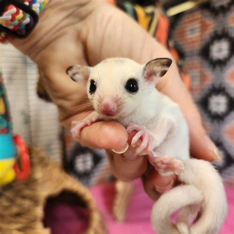 Sugar Gliders For Sale Sugar Glider Breeder In Texas