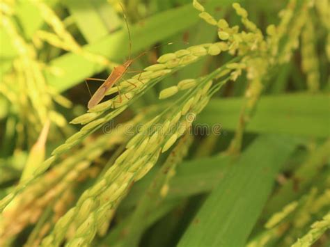 Leptocorisa Oratorius Also Known As Bed Bugs Is An Insect That Often