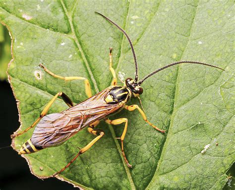 Hymenoptera Bugguidenet