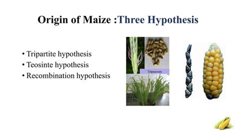 Evolution And Cytogenetics Of Maize Pptx Biological Sciences Science