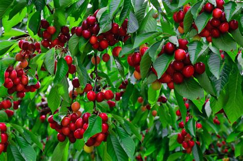 11 Dwarf Fruit Trees You Can Grow In Small Yards