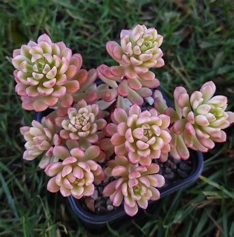 Comprar Sedum Joyce Tulloch Variegata En Vivero Online