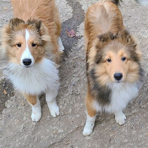 Sable Shelties For Adoption Near Me