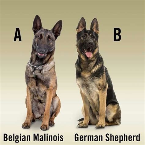 Belgian Malinois Vs German Shepherd Which Is Right For You Artofit