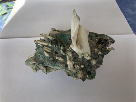 What Is This Shell Like Structure Found On A Beach In Orkney Scotland