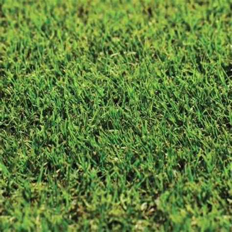 Tif Tuf The Sand Yard