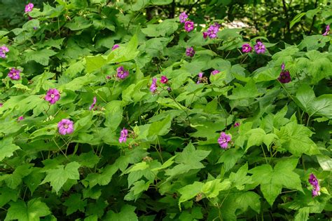 Raspberry Plant Flower How To Grow Raspberries Rhs