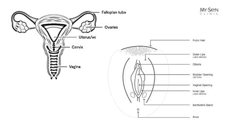 Guide To Female Vulva And Vaginal Anatomy Myskyn Clinic