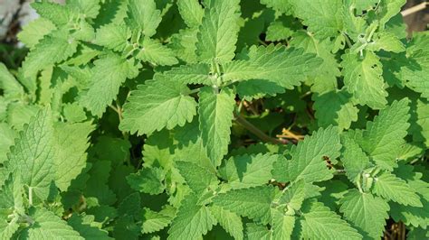 Catnip Uses And Plant Profile