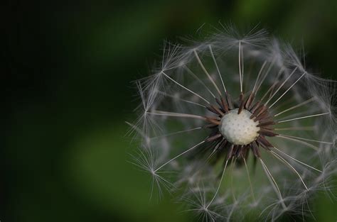 무료 이미지 자연 잔디 사진술 잎 녹색 식물학 플로라 동물 상 닫다 매크로 사진 꽃 피는 식물 데이지 가족 HD 벽지 민들레 씨앗 식물 줄기