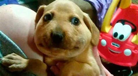 Estas Fotos Le Demuestran A Los Perros Que Las Abejas Pueden Picar Y