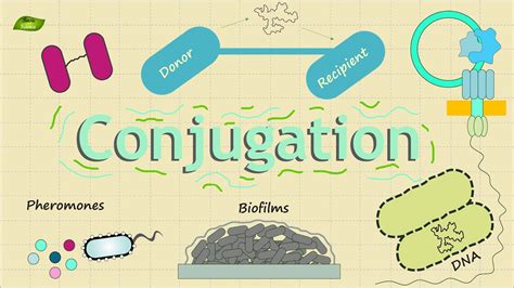 Conjugation In Bacteria Example