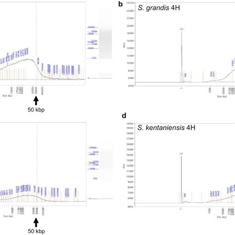 Schematic Overview Illustration Of The Dna Extraction Method For Pacbio Download Scientific