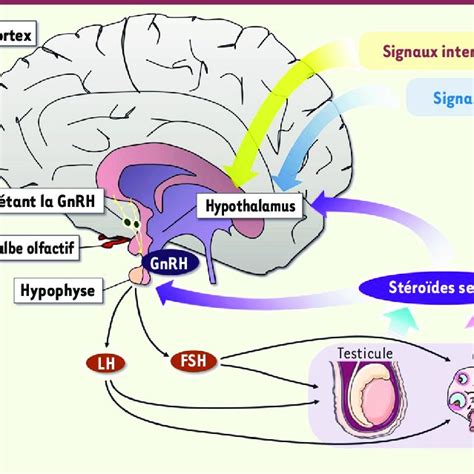 Voie De Signalisation Sémaphorine 3aneuropiline 1 Plexine A La
