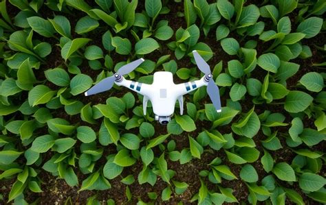 Top View Drone In Agriculture Field Drone In Soybean Crop Premium Ai Generated Image