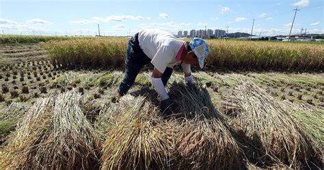 벼 수확하는 농부