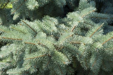 Blue Spruce Stock Photo Image Of Green Plant Tree