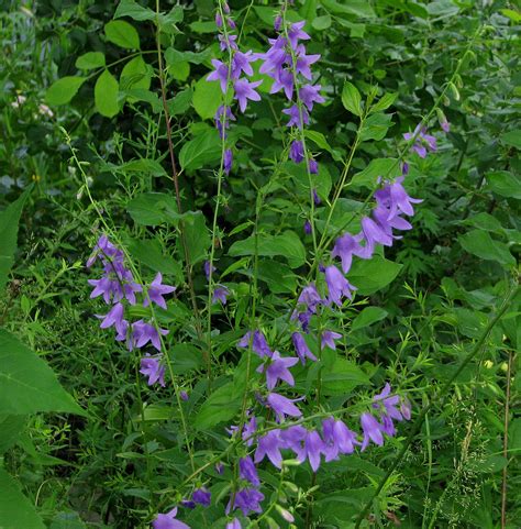 Bellflower wallpapers, Earth, HQ Bellflower pictures | 4K Wallpapers 2019