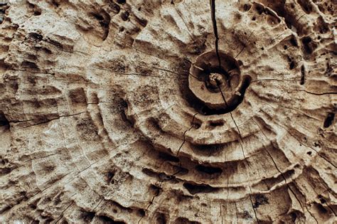 오크 나무의 그루터기 떨어졌다 연간 반지와 트렁크의 섹션 나무를 슬라이스 0명에 대한 스톡 사진 및 기타 이미지 0명 Performing Arts Event 가구