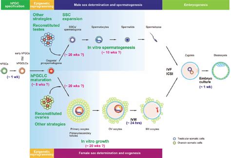 2 State Of The Science In Vitroderived Human Gametes As A Reproductive Technology Scientific