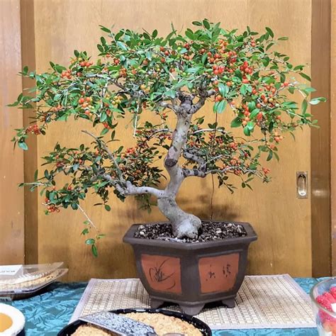 Yaupon Holly Bonsai Ilex Vomitoria Ultimate Growth Guide