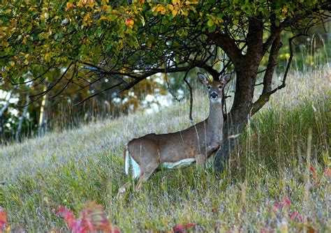 Protecting Fruit Trees From Deer ThriftyFun