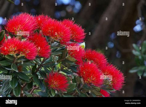 A Close Up Of The Pohutukawa Flower Metrosideros Excelsa Also Known