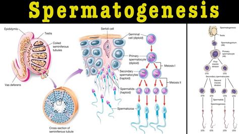 Spermatogenesis Process Flow Chart