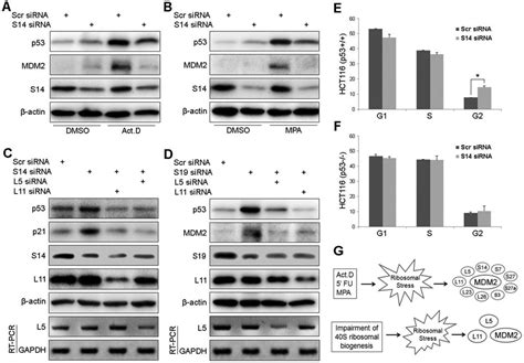 Ribosomal Protein S14 Unties The Mdm2 P53 Loop Upon Ribosomal Stress Pmc
