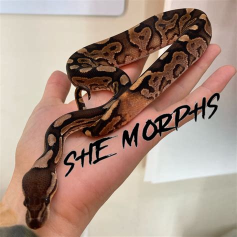 Cinnamon Sugar Pos Het Ultramel Ball Python By She Morphs Morphmarket