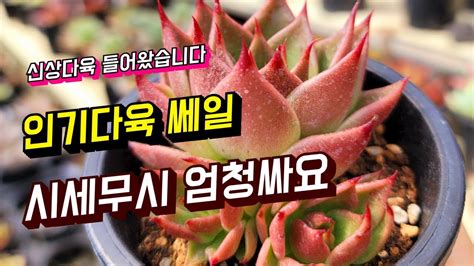 인천다육 인기짱 신상다육이 많이 들어왔습니다 🏡인천 남동구 호구포로400 ☎️010 5316 7402 Youtube