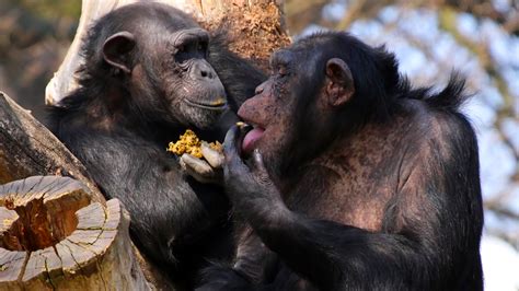 Mammalian Same Sex Sexual Behavior Likely Evolved Multiple Times