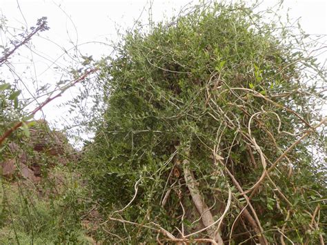 Cocculus Pendulus Plant Biodiversity Of South Western Morocco