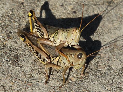 Differential Grasshopper Late Season Mating DFW Urban Wildlife