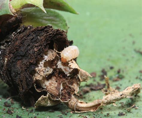 How To Get Rid Of Vine Weevil Grubs An Expert Guide Homes And Gardens