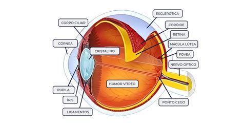 Diagrama Do Globo Ocular Para Criancas